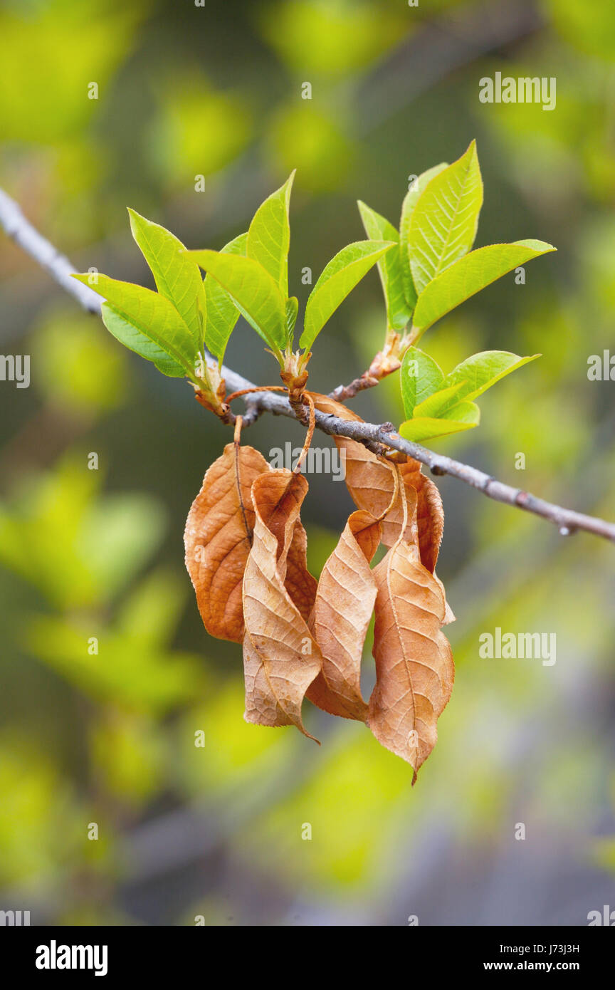 leaf leaves spring bouncing bounces hop skipping frisks jumping jump ...