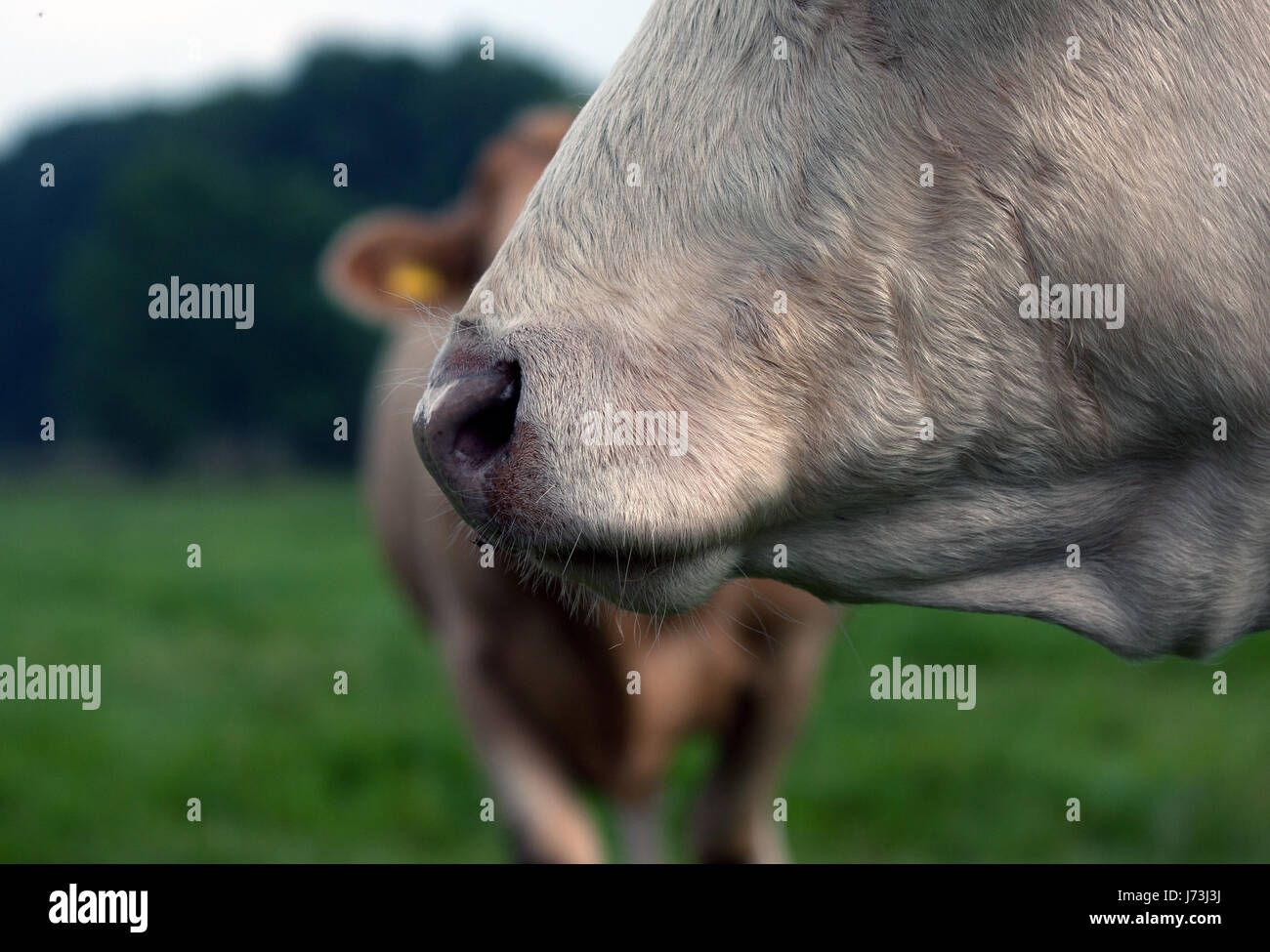 Cows mouth hi-res stock photography and images - Alamy