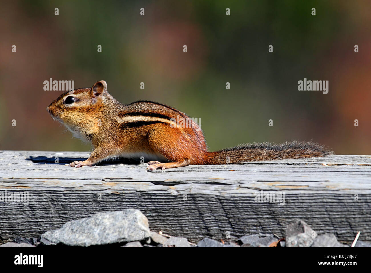 rodent fur tail squirrel striped nature stripes stripe profile animal ...