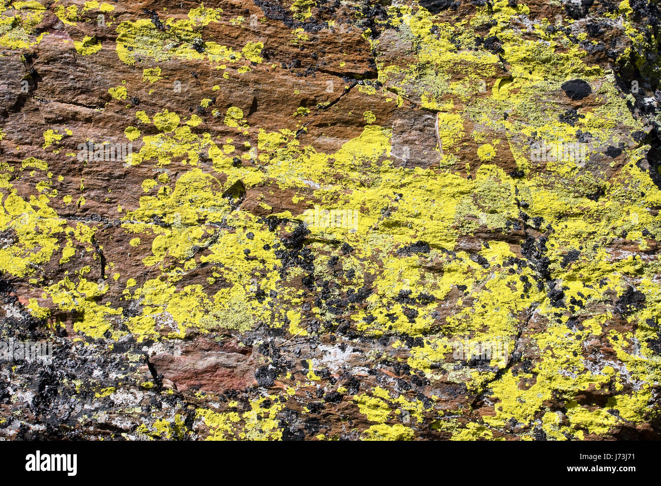 lichen on a stone Stock Photo - Alamy