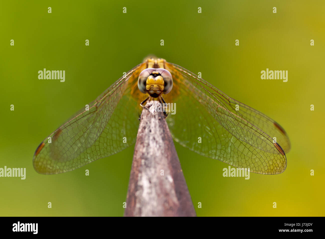 insect asia dragonfly dragonflies nature branch thailand frontally ...