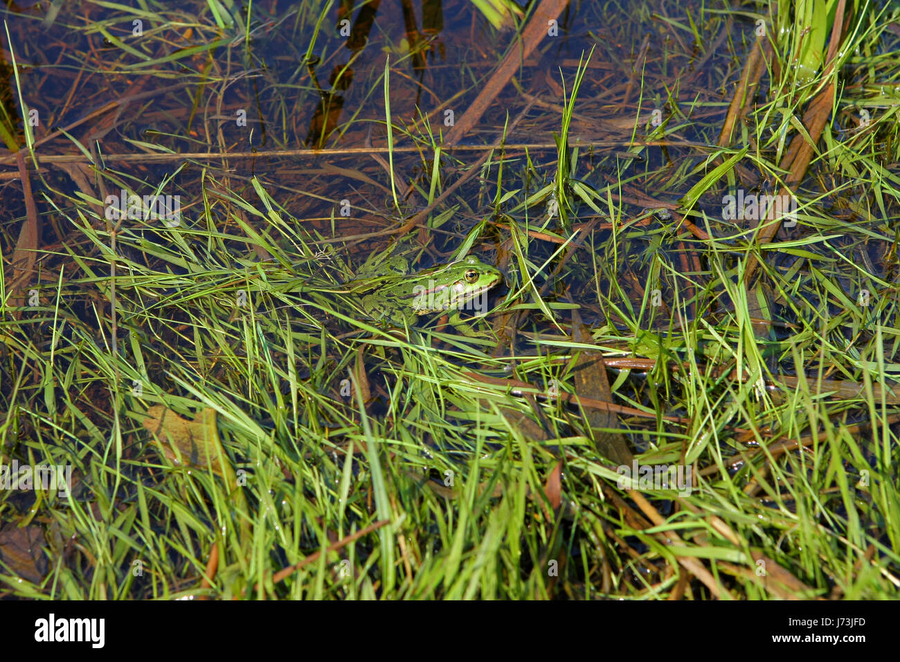 frog nature amphibian animal wildlife close-up pond macro frog nature ...