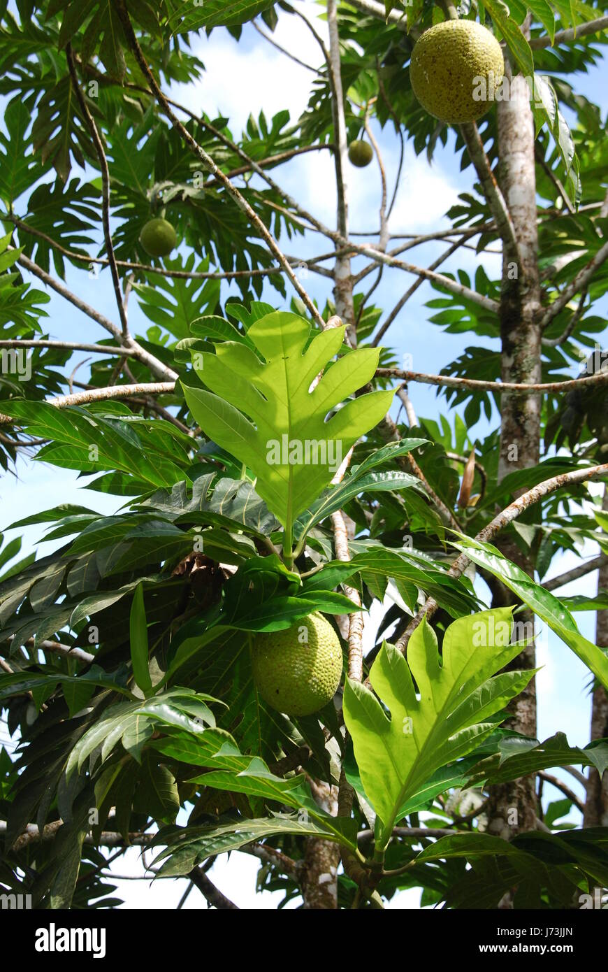 bread tree bread-fruit bread sweetly tree plant progenies fruits fruit ...