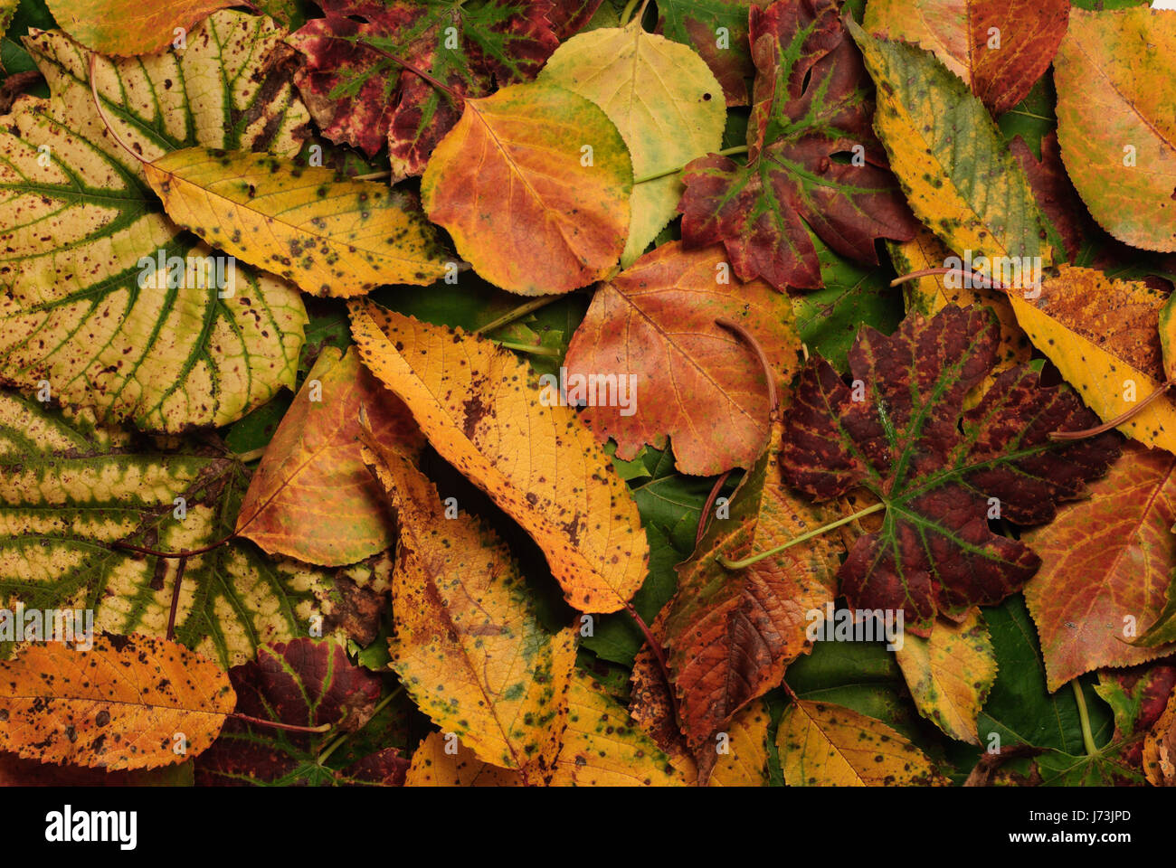 leaf leaves fall autumn leaf environment enviroment tree trees green ...