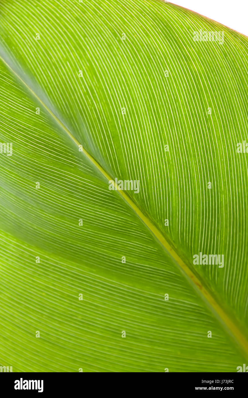 ficus leaf,ficus benjaminii,hi Stock Photo - Alamy
