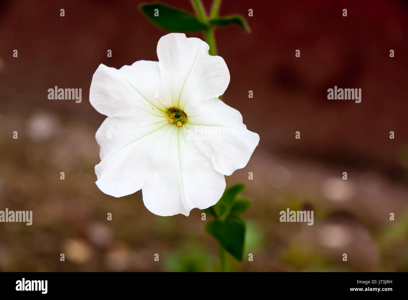 flower plant means agent medicine drug remedy substance medicin mallow ...