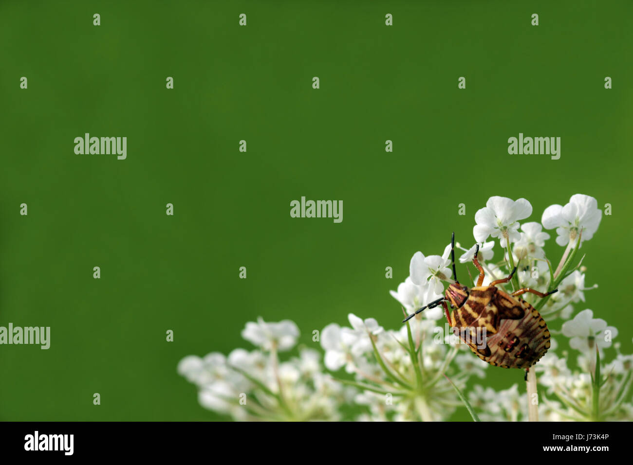 larva chrysalis stage insect bug metamorphosis larva chrysalis stage ...