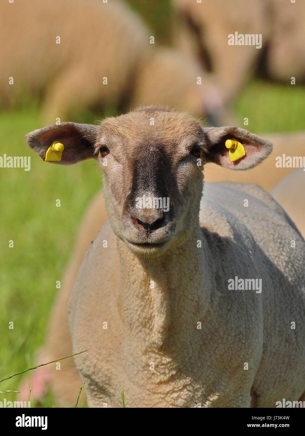 pet mammal agriculture farming sheep wool farm animal ruminant pet ...