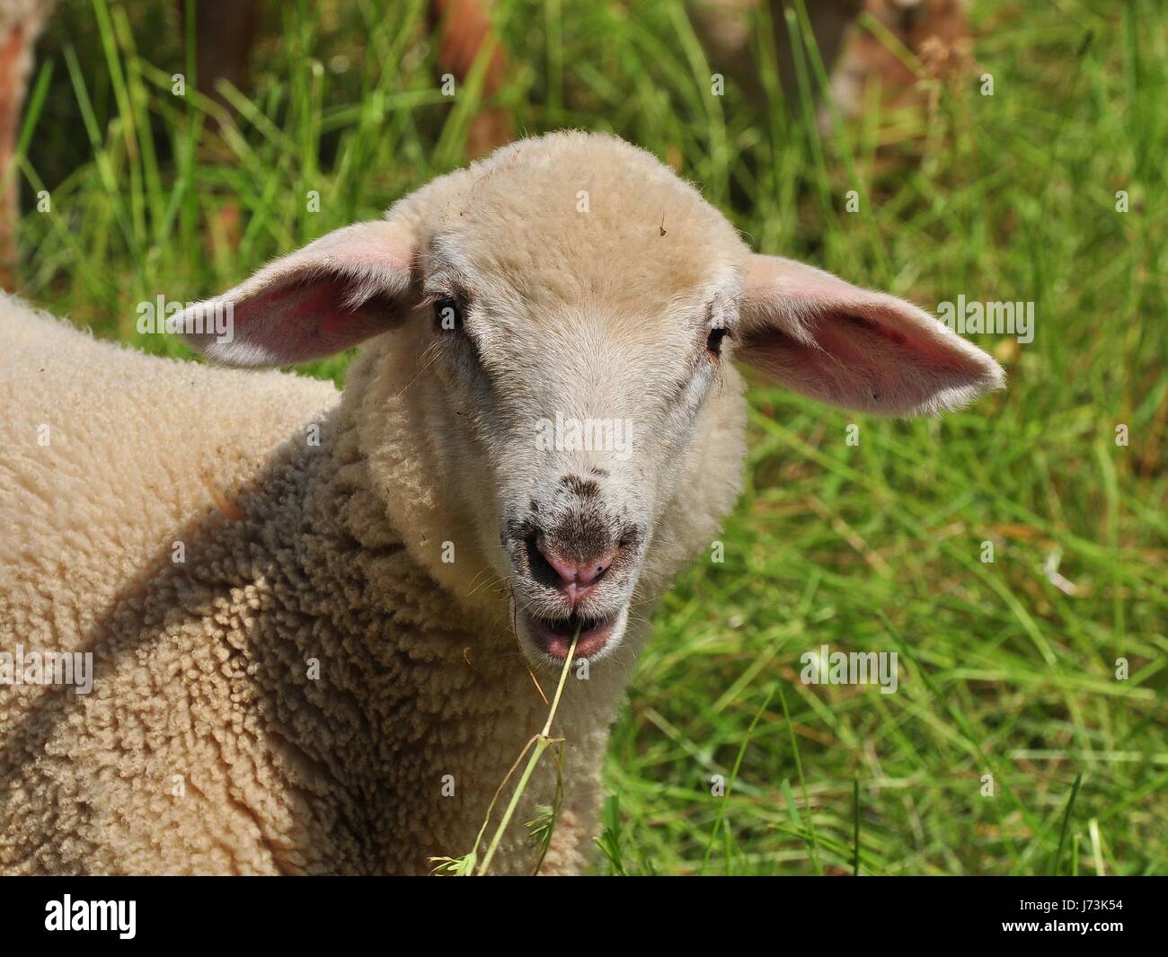pet mammal agriculture farming sheep wool farm animal ruminant pet ...
