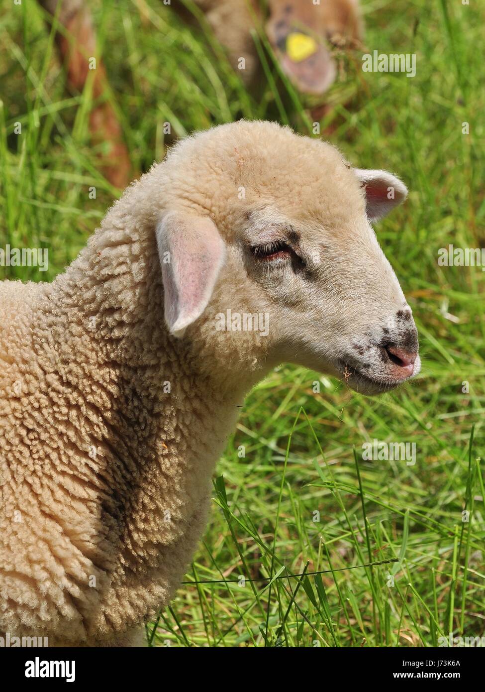 pet mammal agriculture farming sheep wool farm animal ruminant pet ...