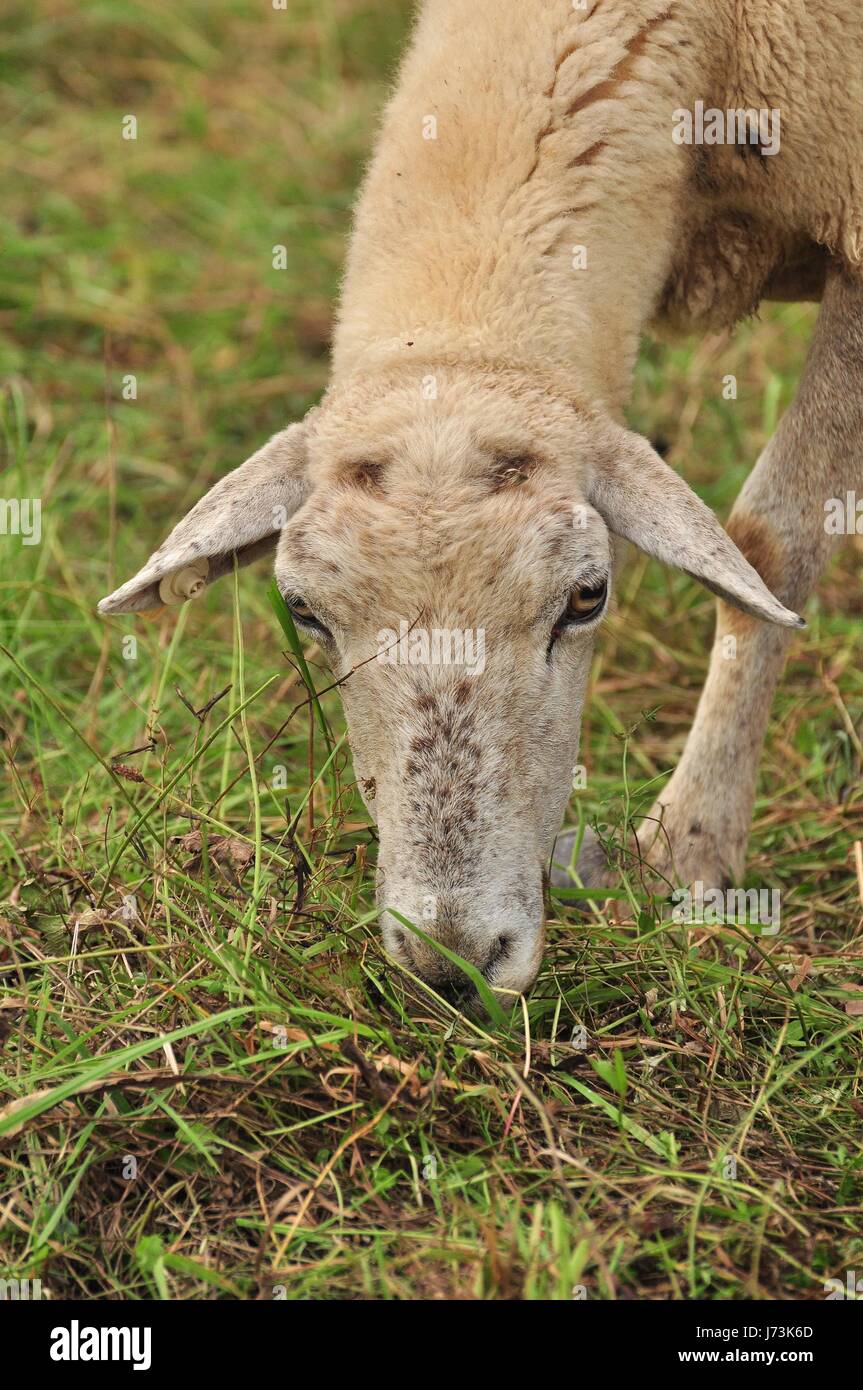 pet mammal agriculture farming sheep wool farm animal ruminant pet ...