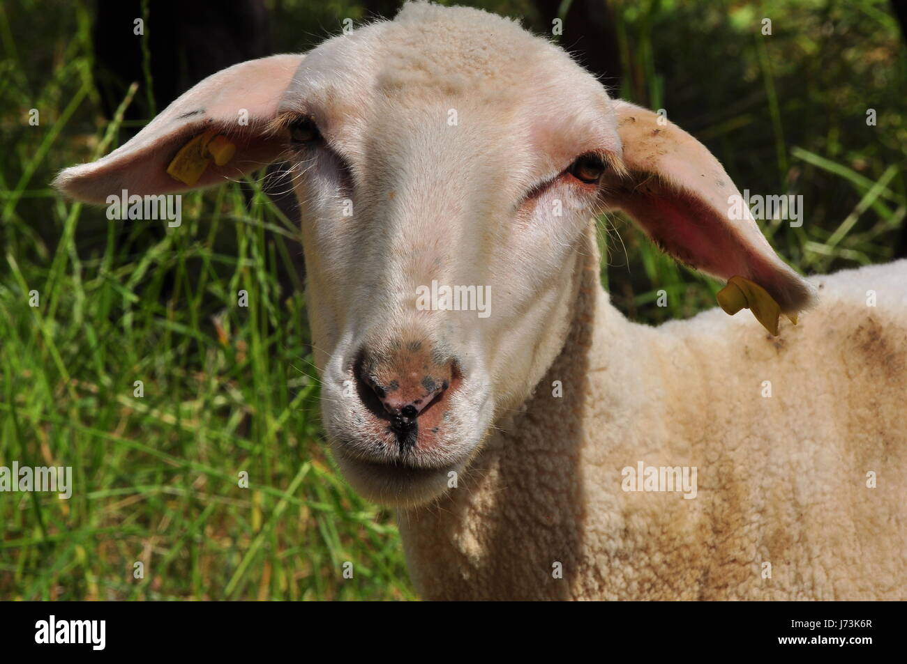 pet mammal agriculture farming sheep wool farm animal ruminant pet ...