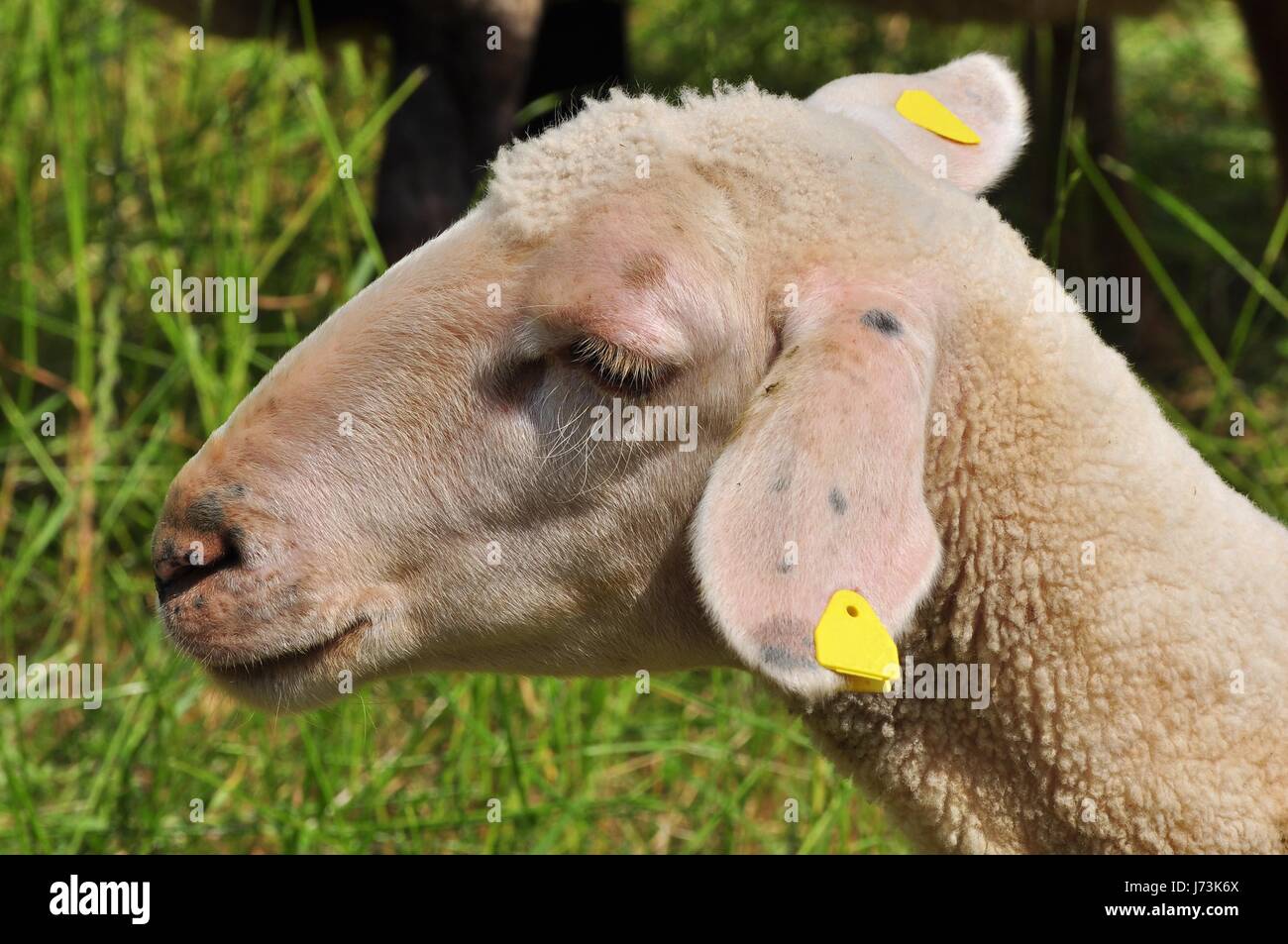 pet mammal agriculture farming sheep wool farm animal ruminant pet ...