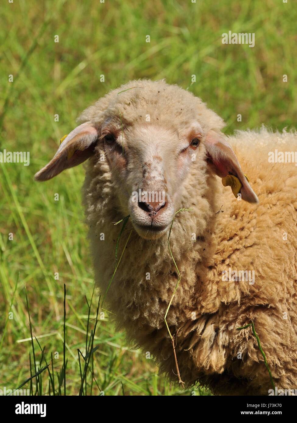 pet mammal agriculture farming sheep wool farm animal ruminant pet ...
