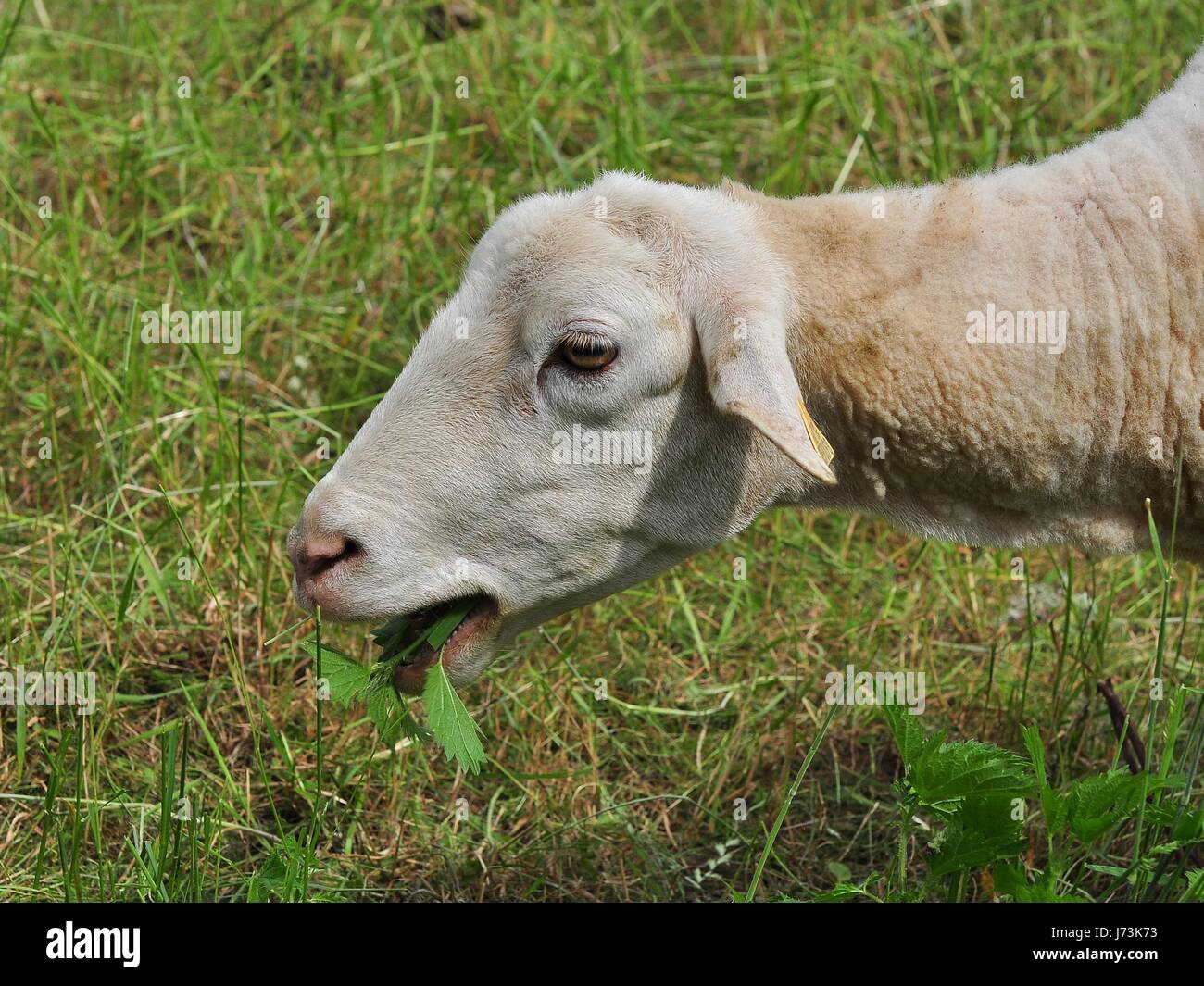 pet mammal agriculture farming sheep wool farm animal ruminant pet ...