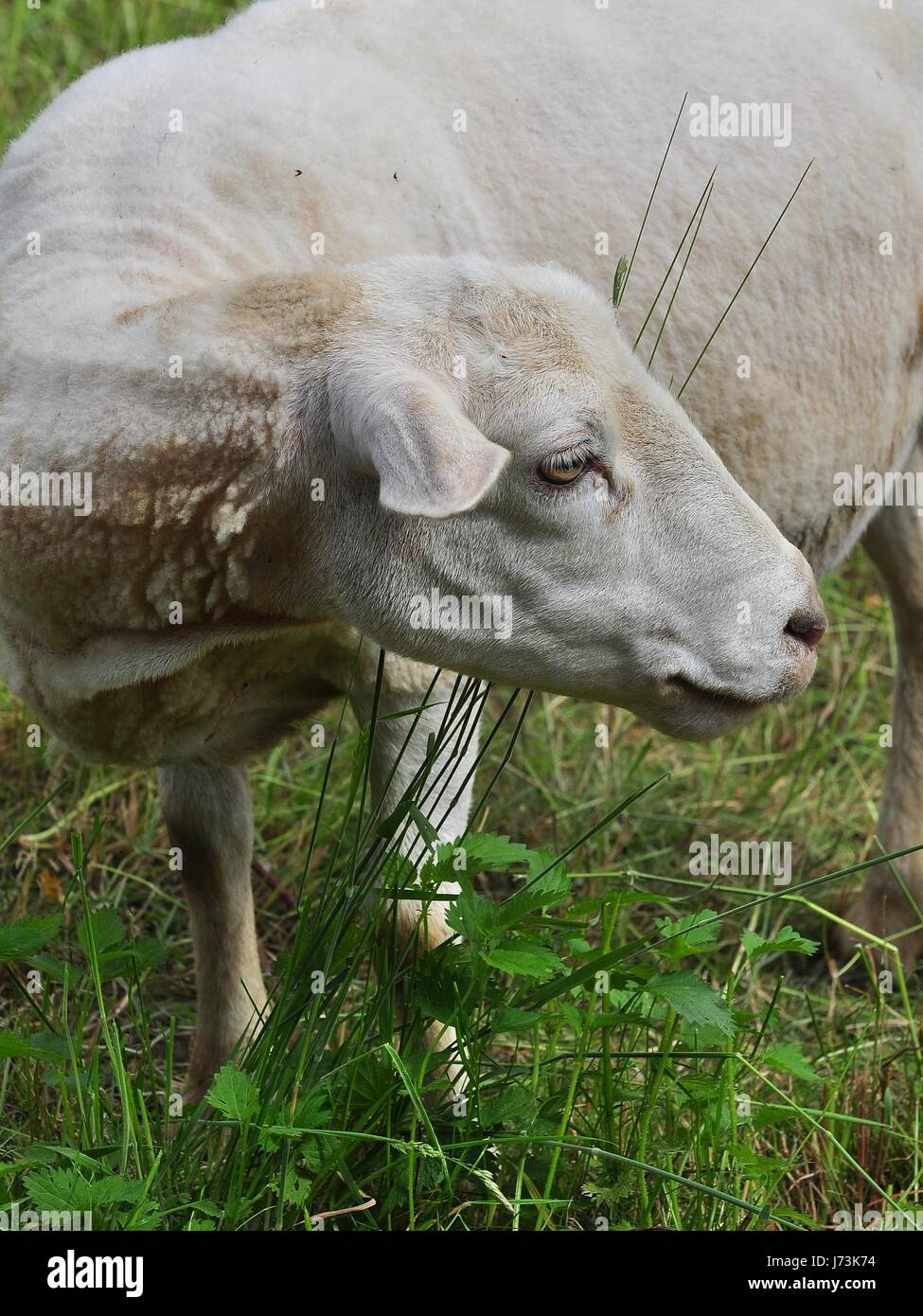 pet mammal agriculture farming sheep wool farm animal ruminant pet ...