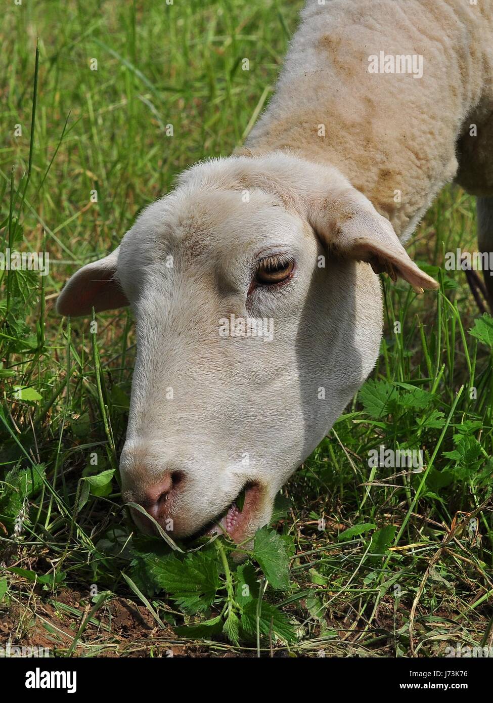 pet mammal agriculture farming sheep wool farm animal ruminant pet ...