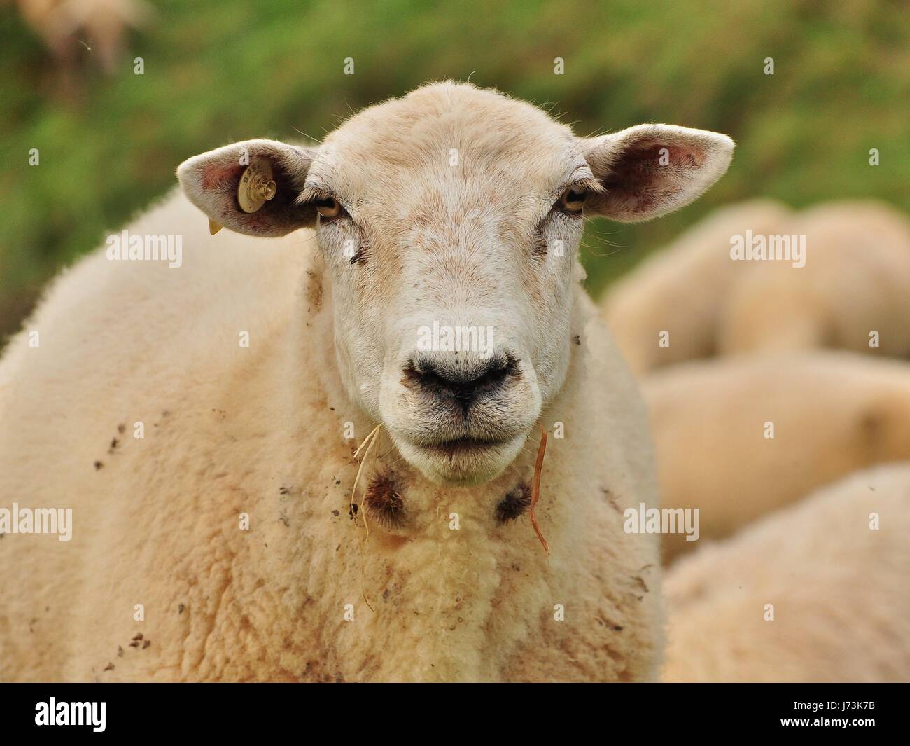 pet mammal agriculture farming sheep wool farm animal ruminant pet ...