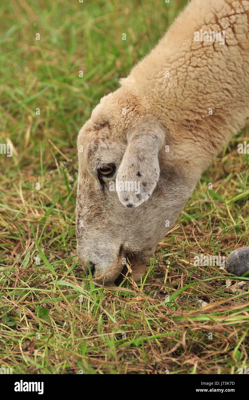 pet mammal agriculture farming sheep wool farm animal ruminant pet ...