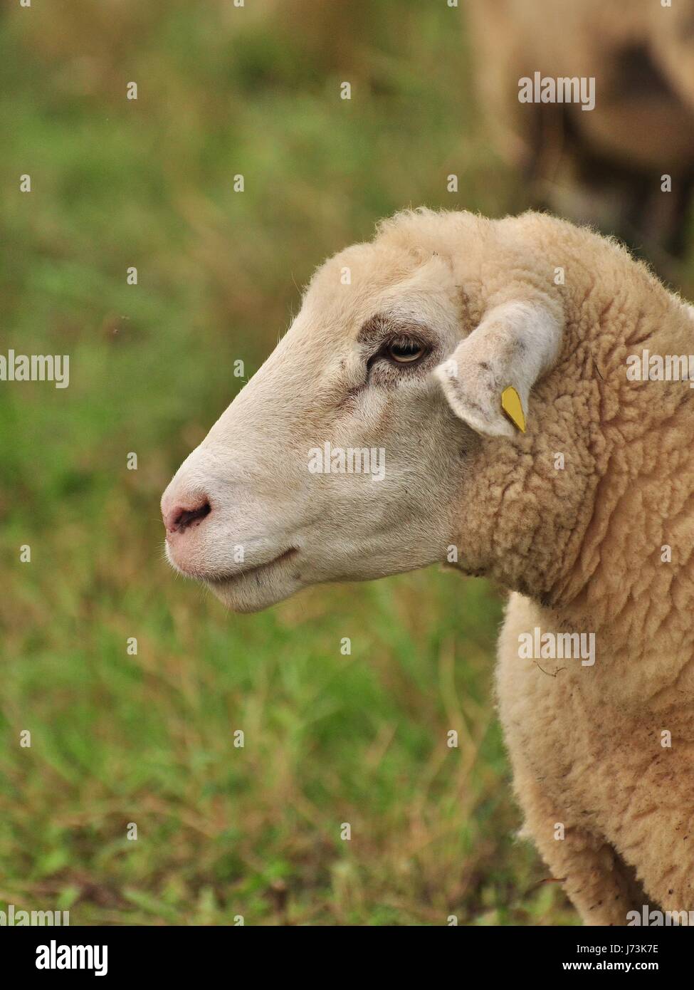pet mammal agriculture farming sheep wool farm animal ruminant pet ...