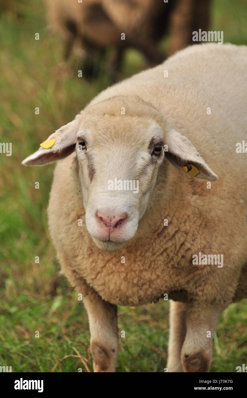 pet mammal agriculture farming sheep wool farm animal ruminant pet ...