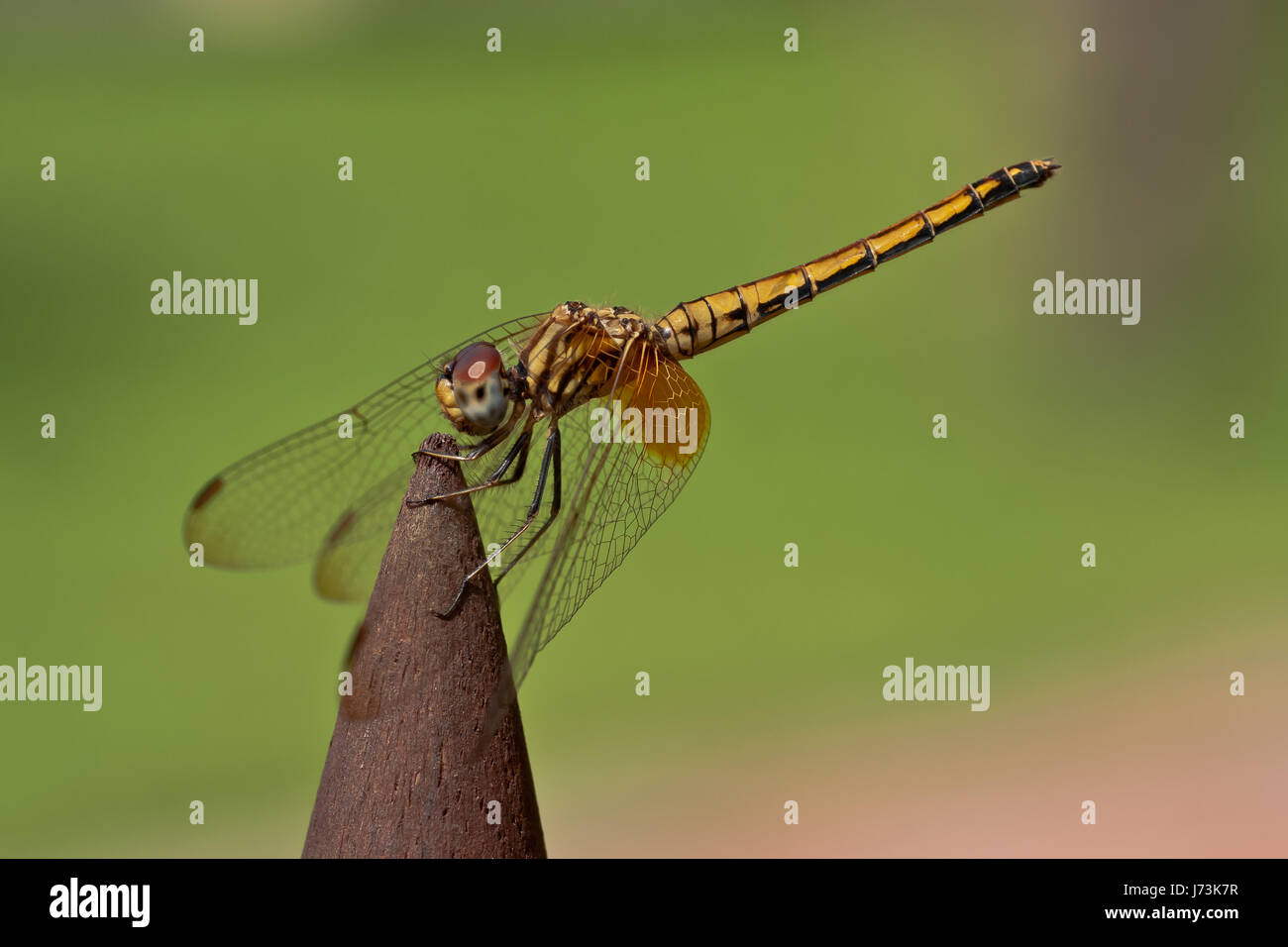 Dragonflies of asia hi-res stock photography and images - Alamy