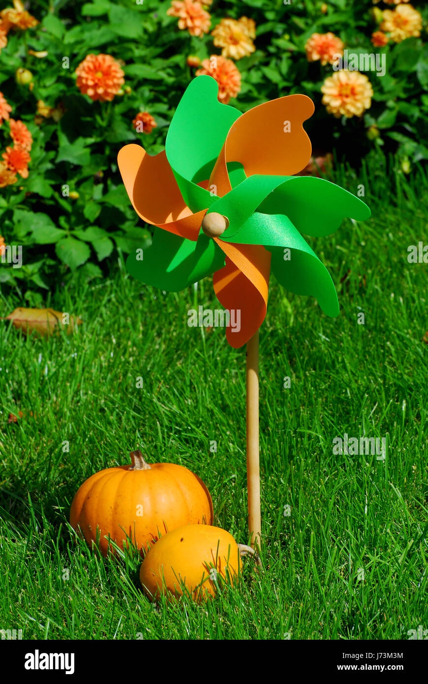 wheel toy wind energy cucurbits pinwheel wind fall autumn garden plant ...