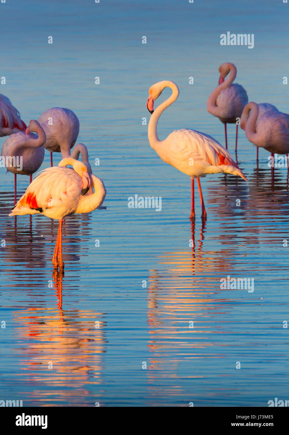 Flamingos are a type of wading bird in the genus Phoenicopterus, the ...
