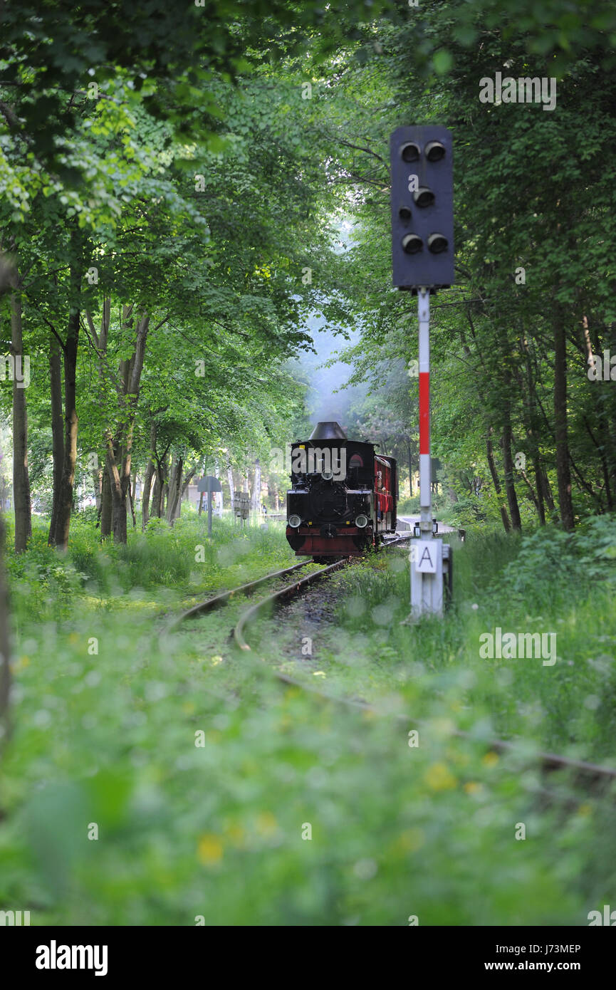 steam locomotive deciduous forest railway rails meadow grass lawn green ...