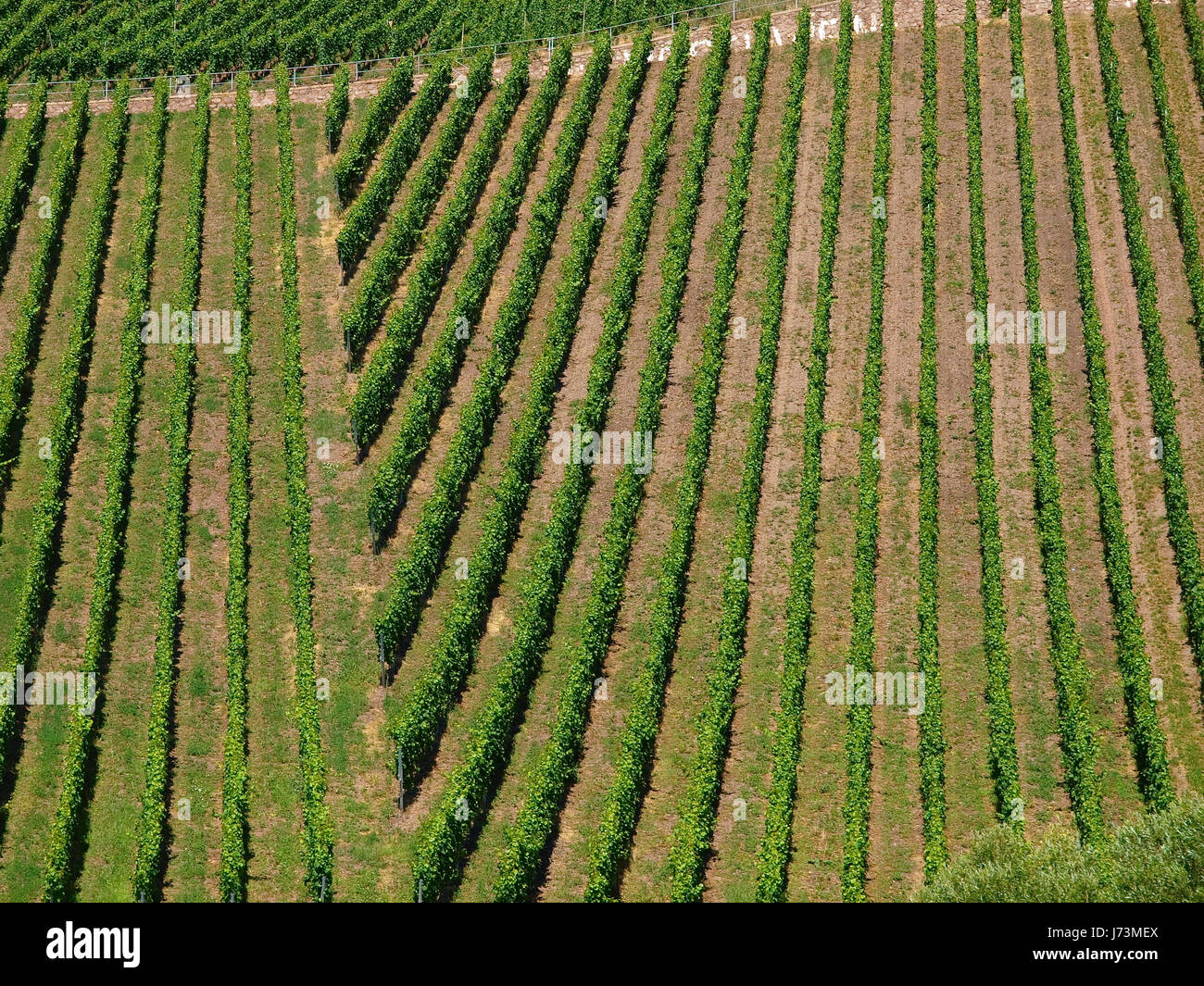 harvest mosel fruit storm gale vine grape vine grape-vine grape green ...