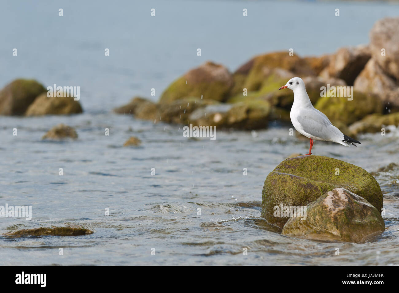 stone bird birds waves waterfowls waterfowl gardasee fresh water lake ...