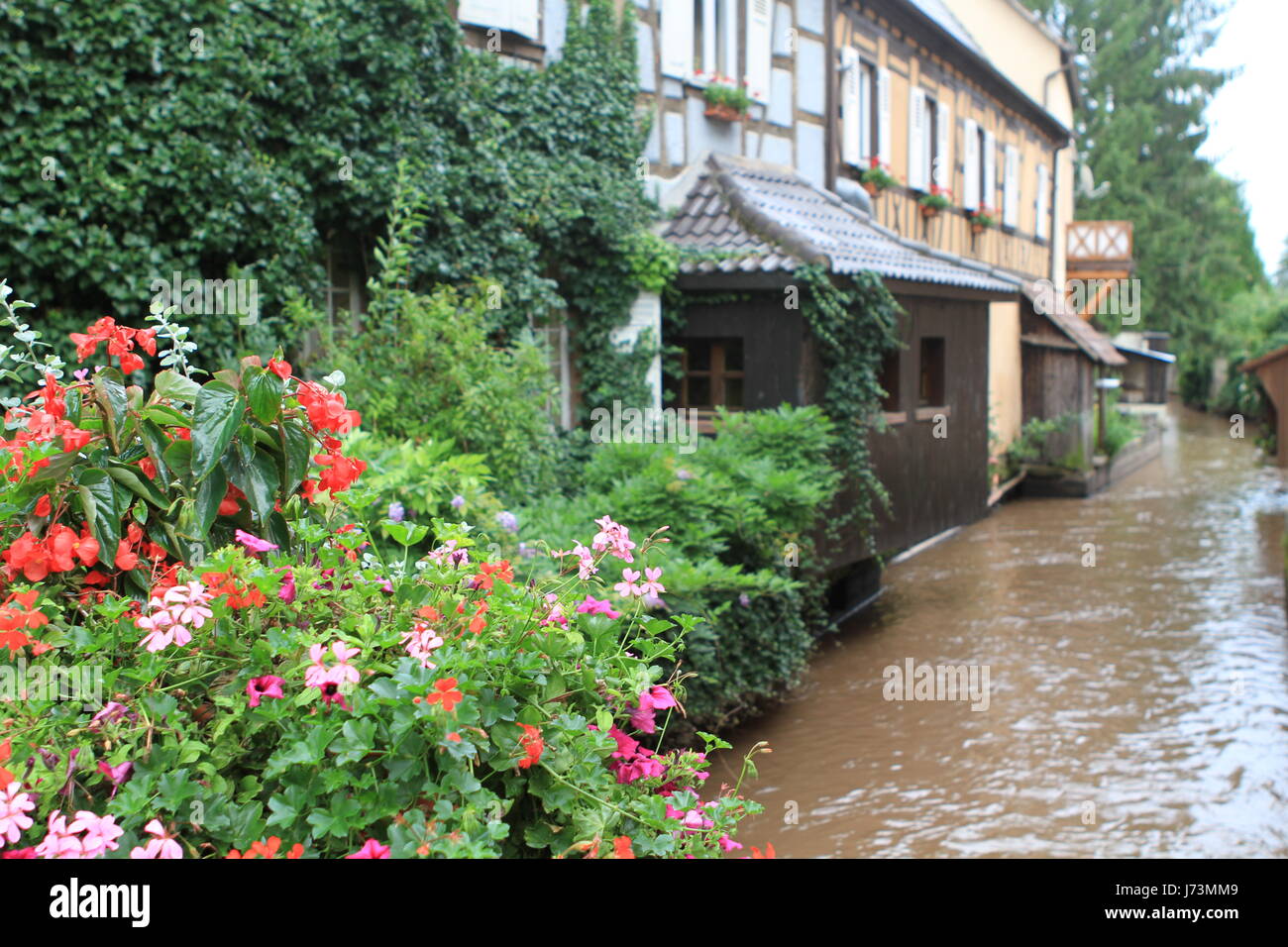 houses city town flower flowers plant france alsace style of ...