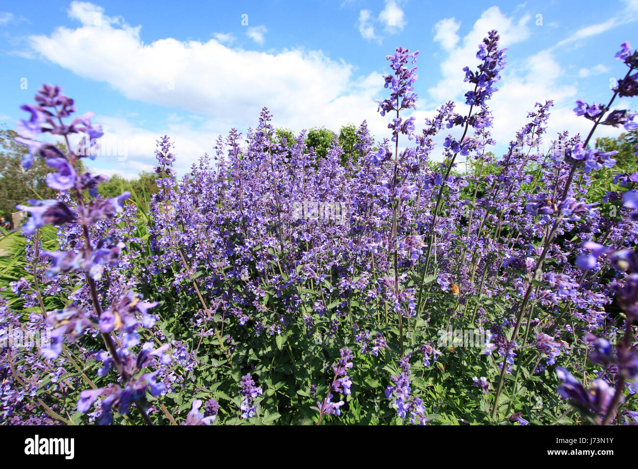 purple means agent medicine drug remedy substance medicin lavender herb ...
