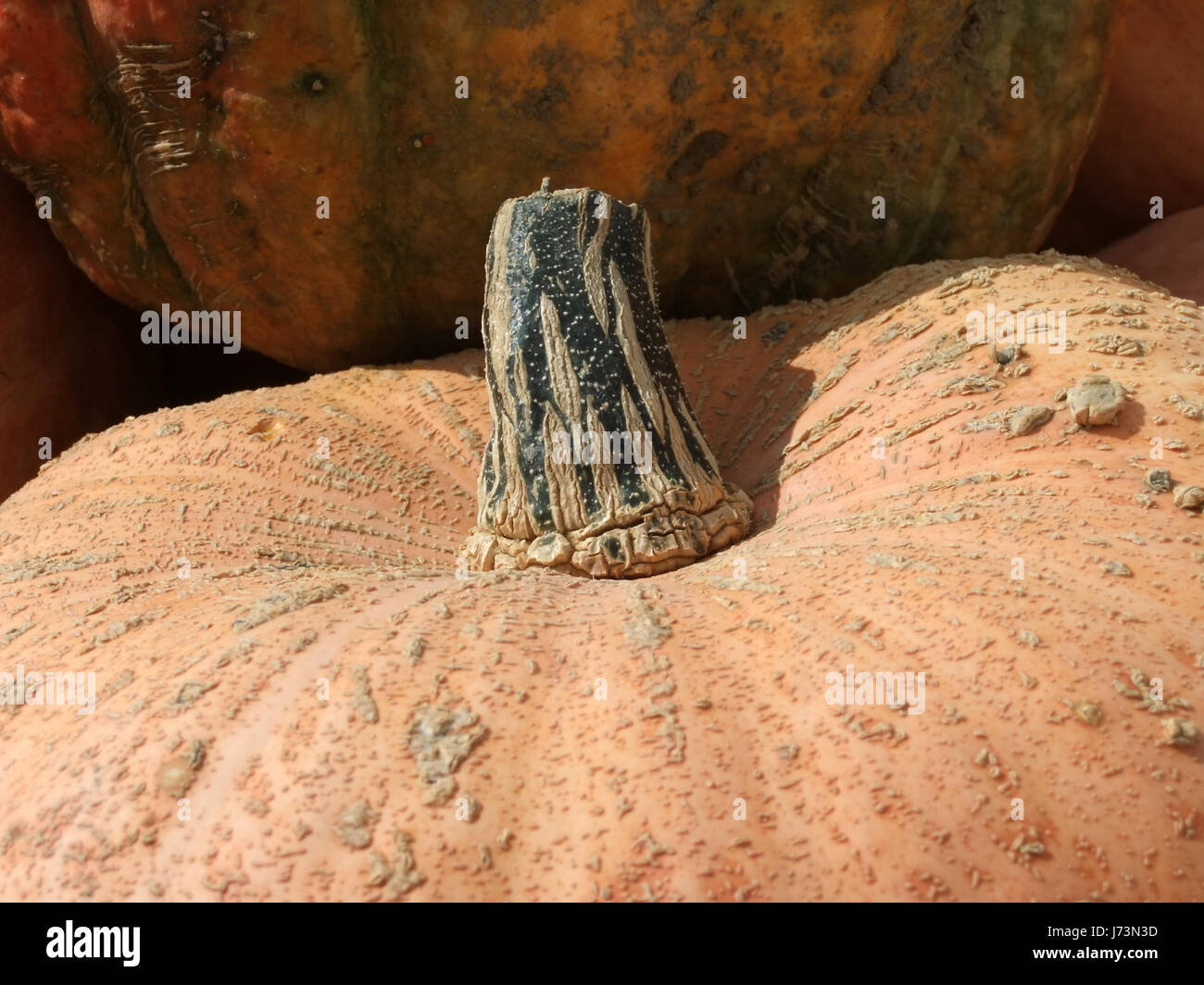 Thick pumpkin stem hi-res stock photography and images - Alamy