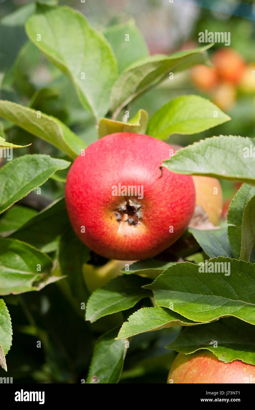 apples apple apfelbaum bltter vitamine vorbeugend anbau apfelbaum ...