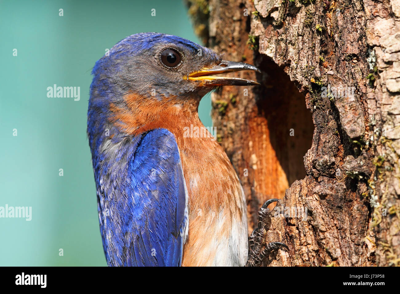 blue bird wild nest wildlife eastern nature blue animal bird fauna wild ...