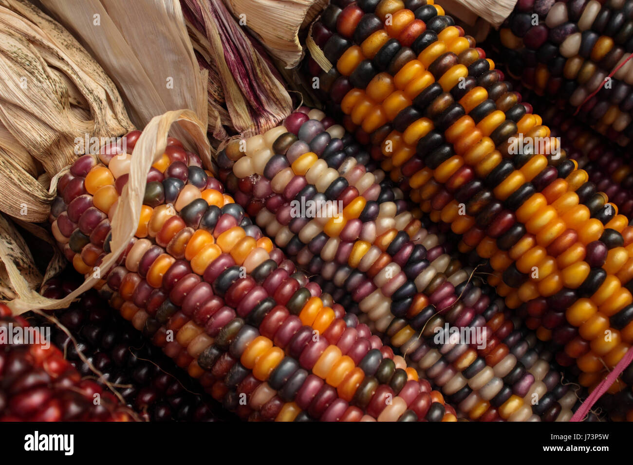 corn indian fall autumn agriculture farming purple decoration farm corn ...