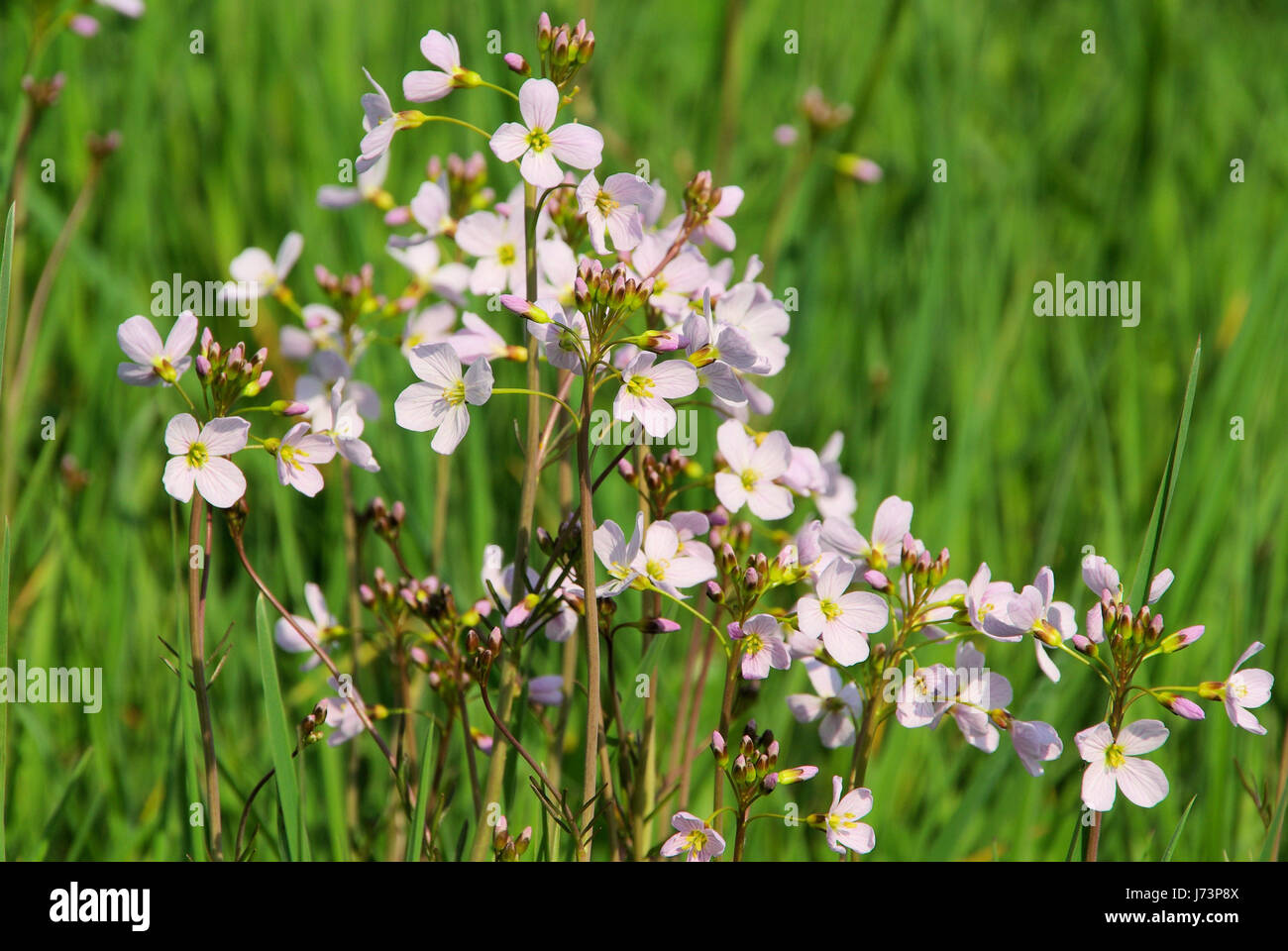 flower plant meadows bitter cress meadow flower plant green bloom ...