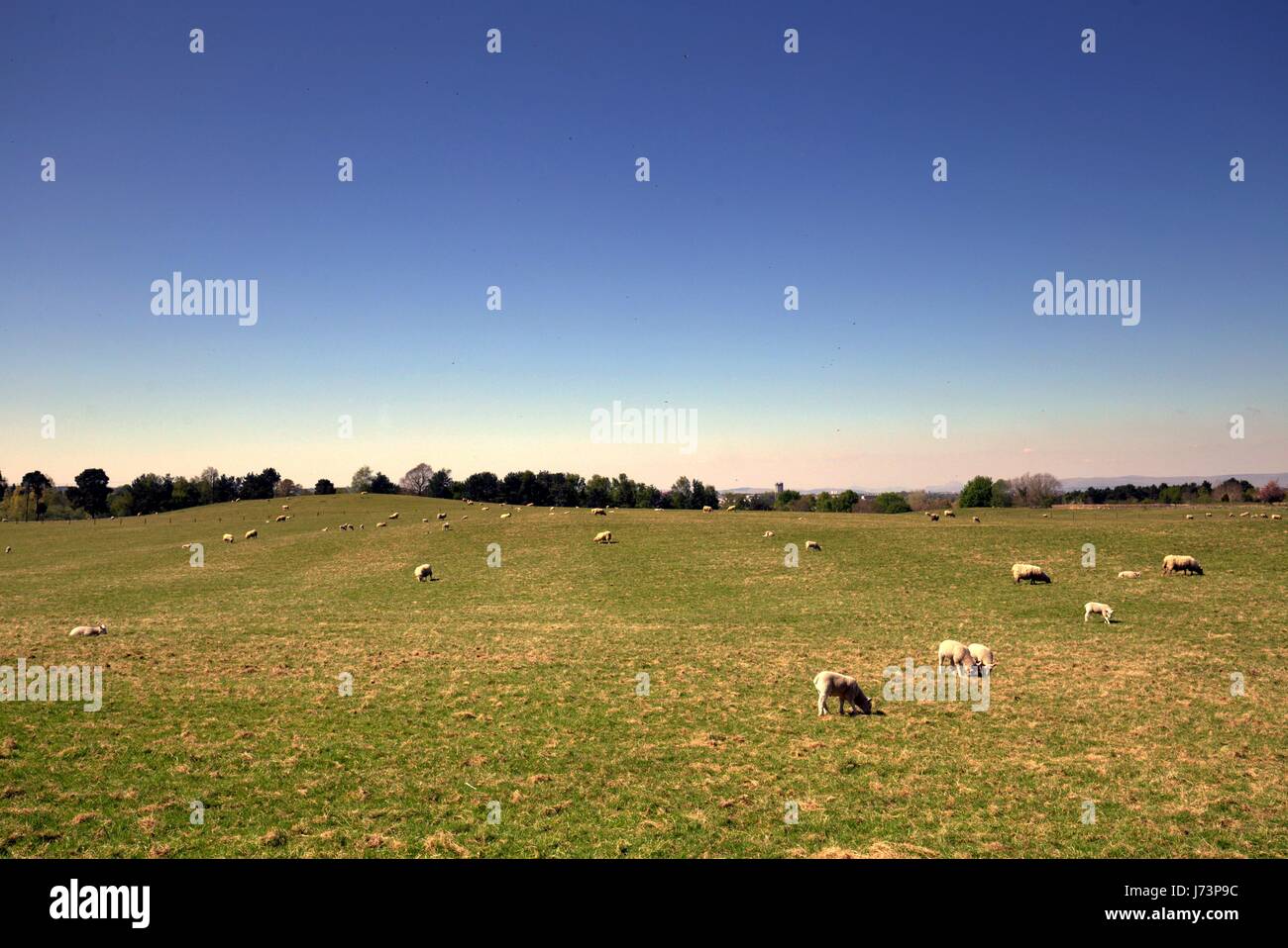 Chatelherault Country Park sheep in the landscape with blue sky Stock ...