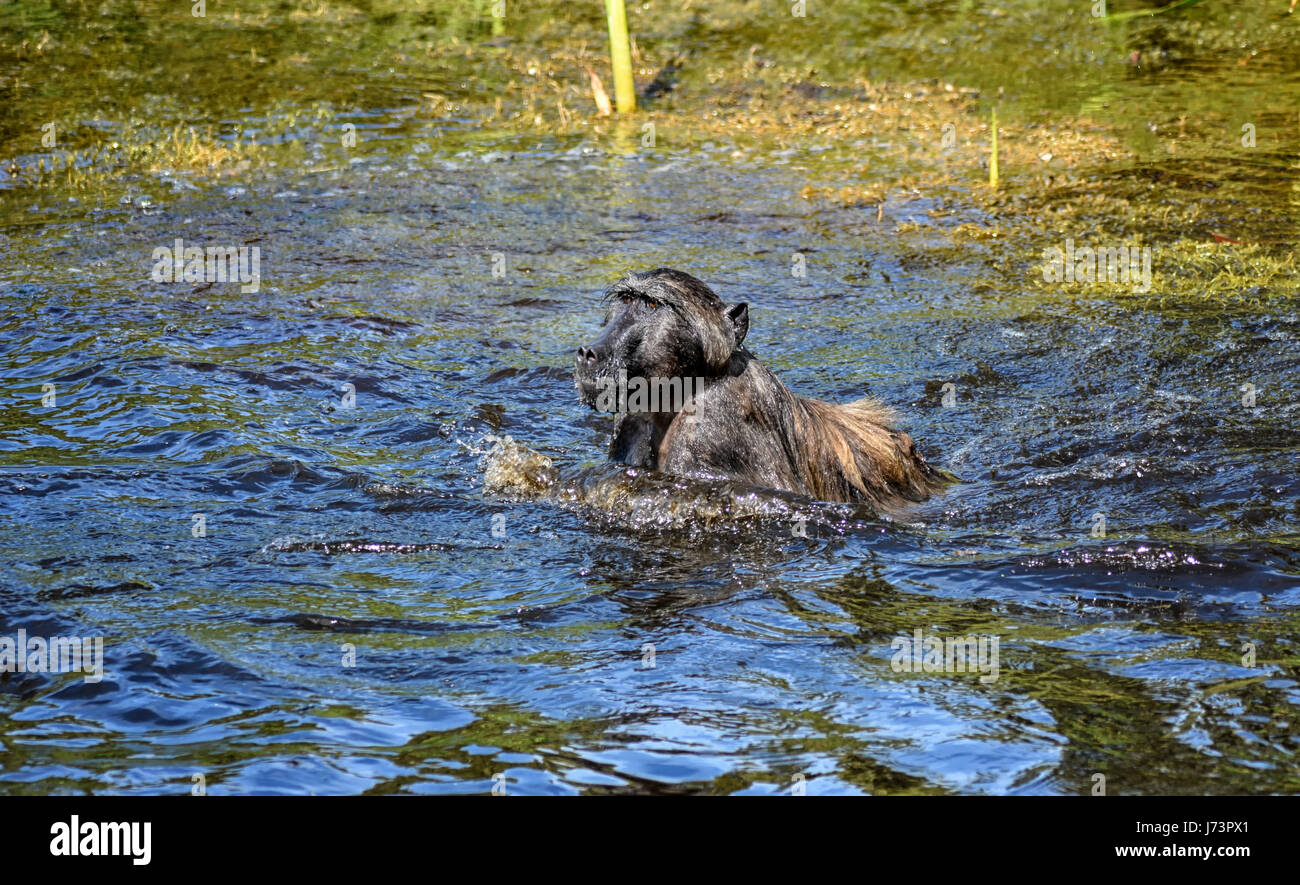 Monkey Swimming Pool High Resolution Stock Photography and Images - Alamy