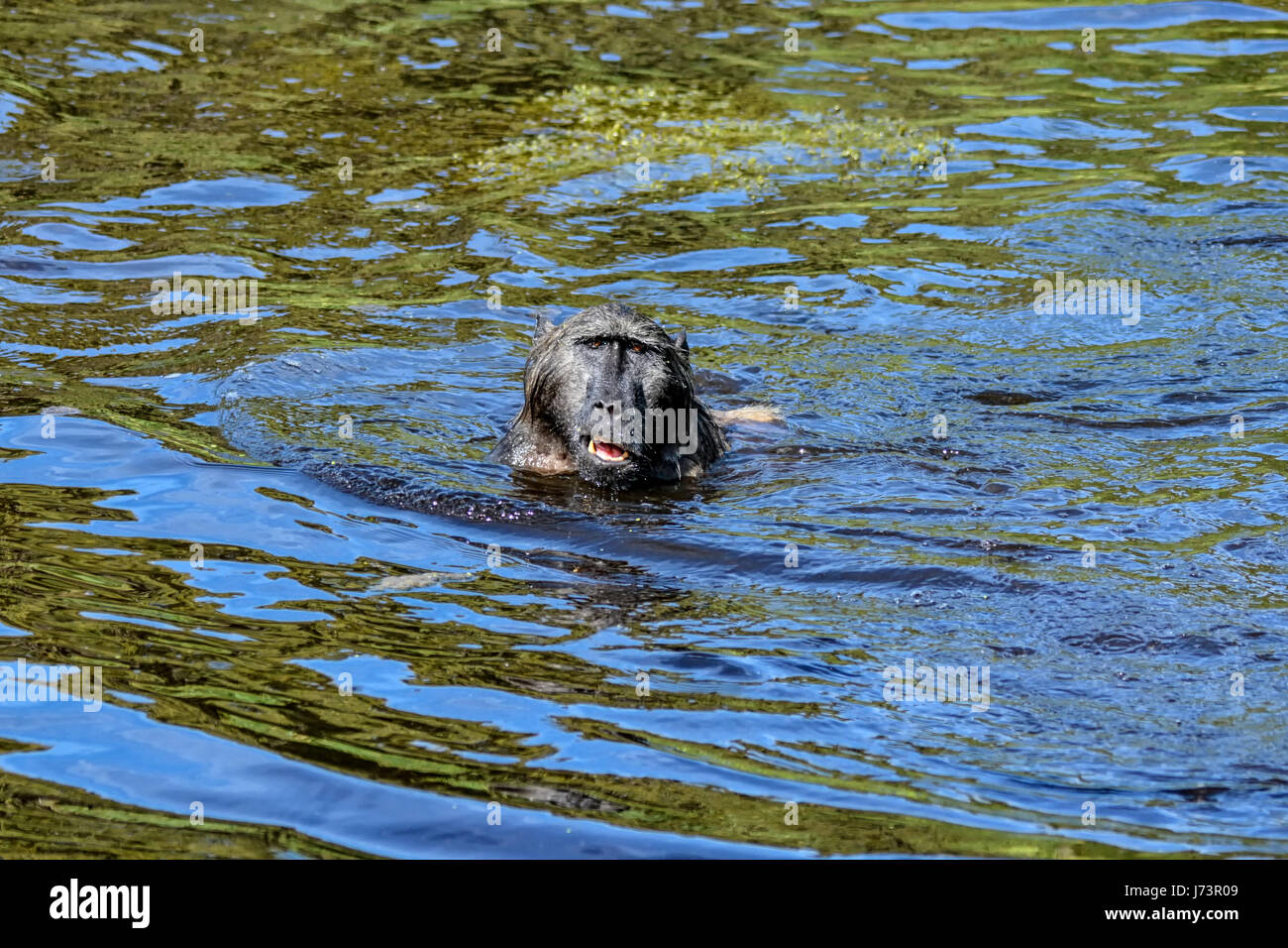 Chacma Baboons playing about in a pond to cool down on a hot day in ...
