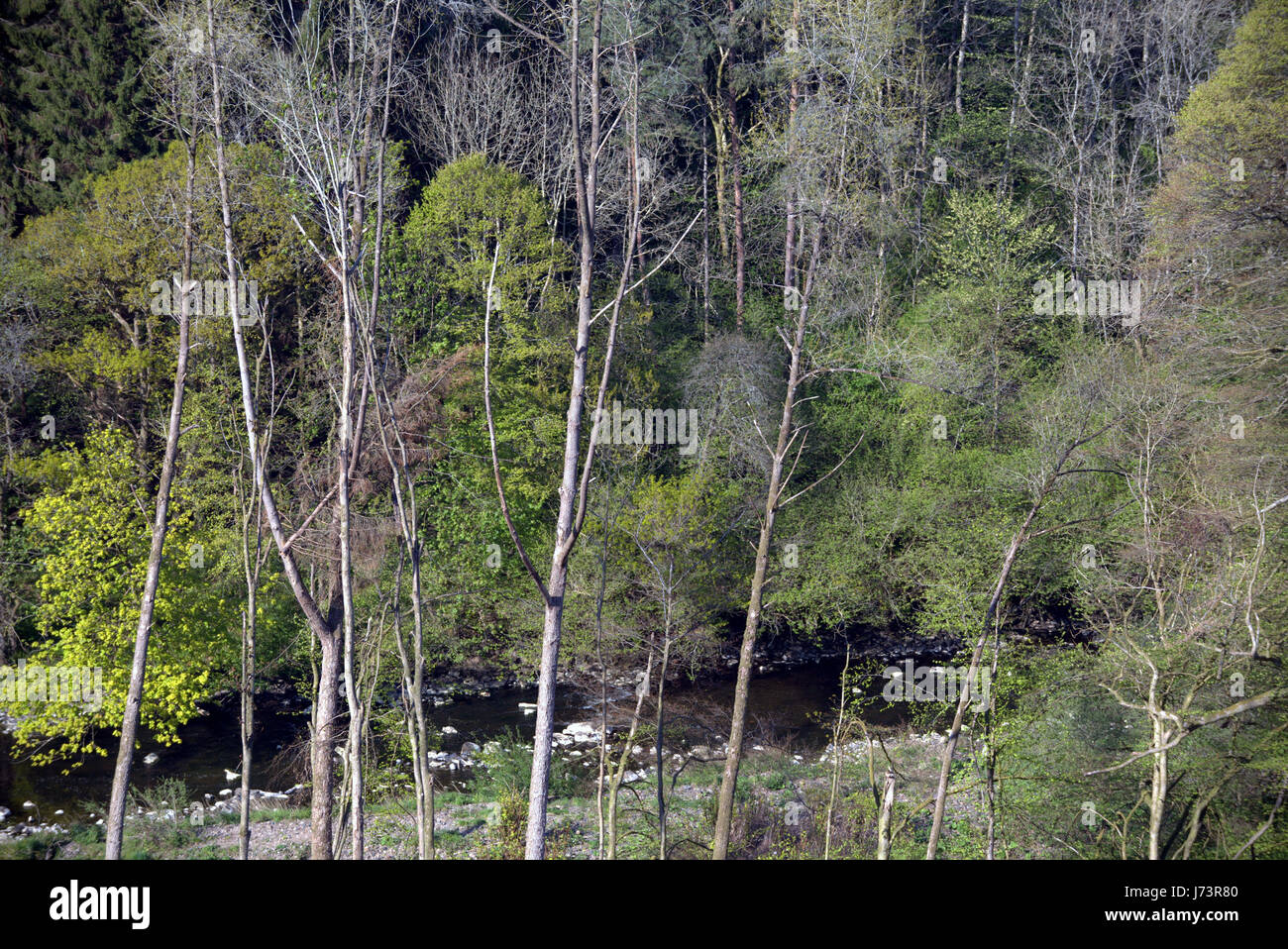 Chatelherault Country Park spring landscape of trees forest woods on ...