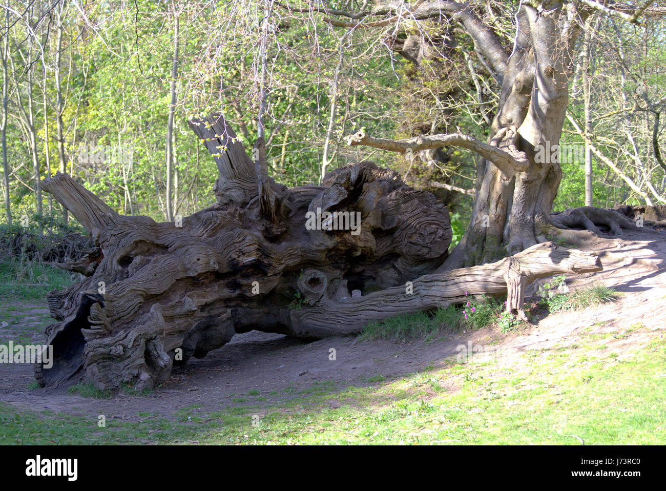 Chatelherault Country Park Cadzow Oaks, Hamilton High Parks, Hamilton ...