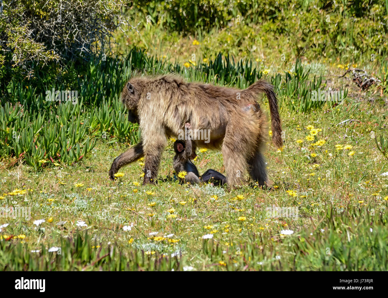 A mother Chacma Baboon with her baby in Southern Africa Stock Photo - Alamy