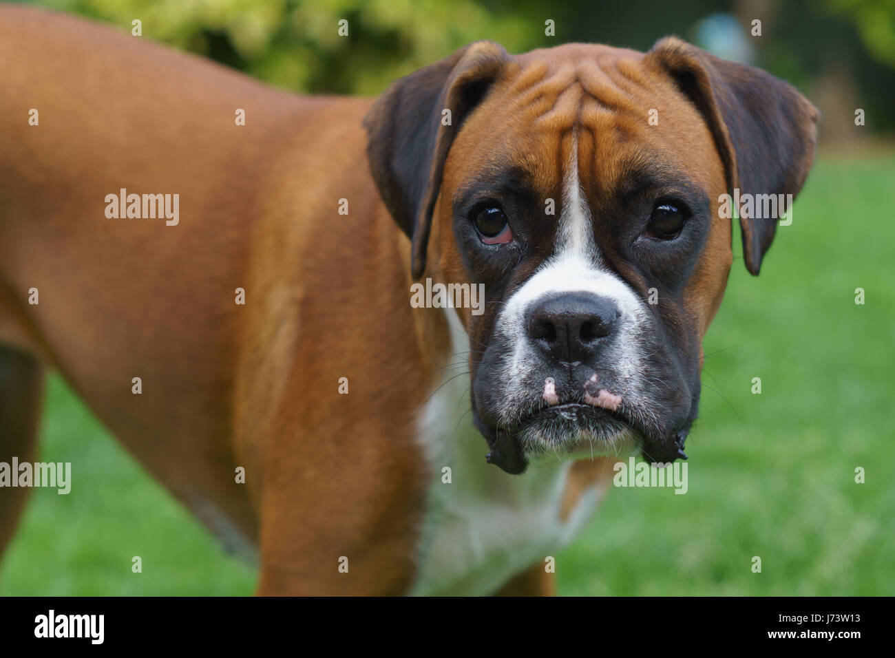 Portrait pretty female boxer hi-res stock photography and images - Alamy