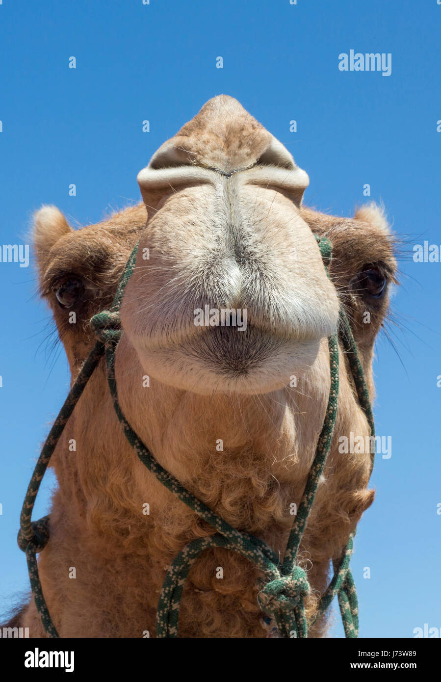 Phoenix, Arizona - A dromedary camel at the Maricopa County Fair Stock ...