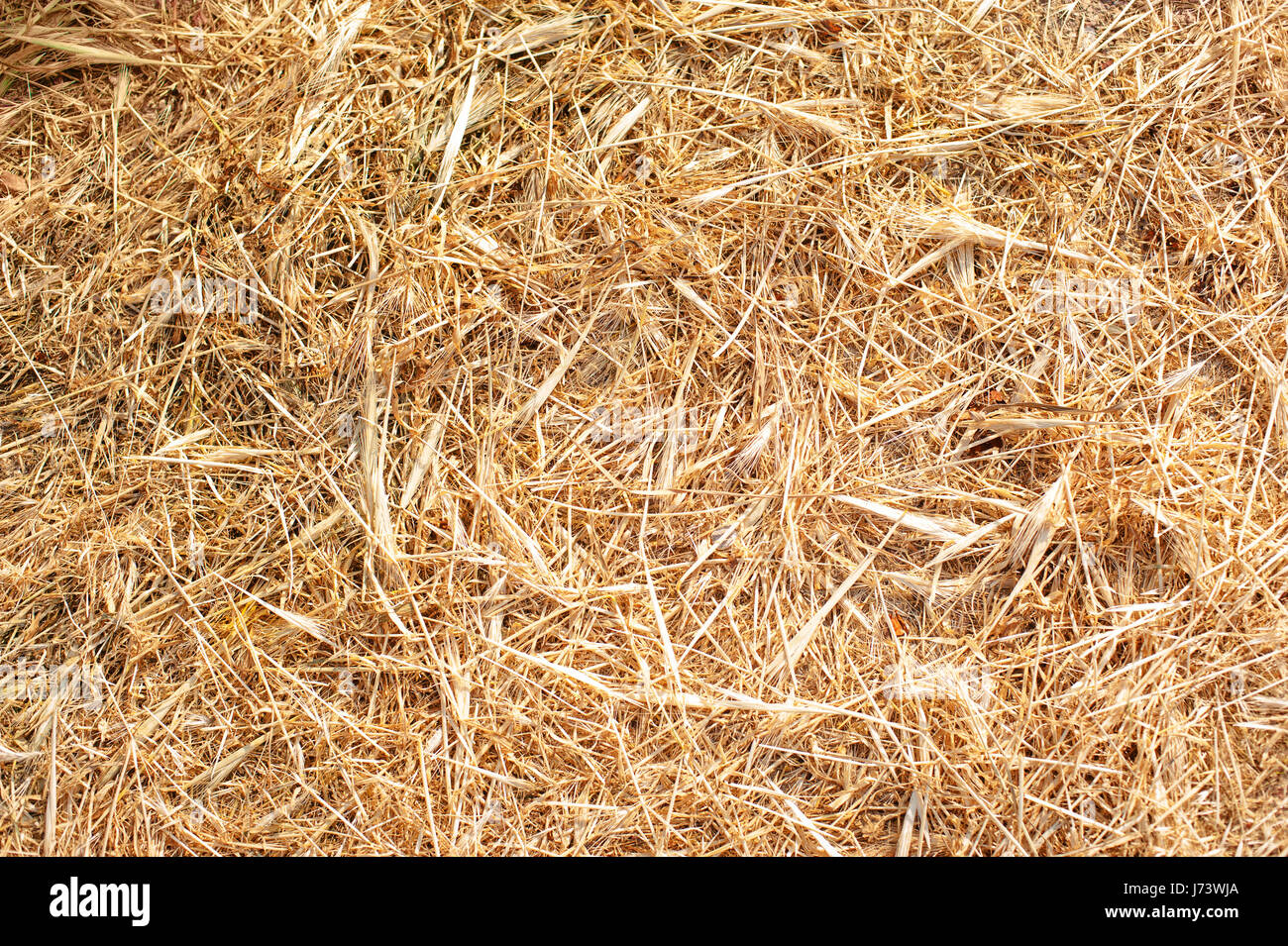 Texture hay closeup in color. Fodder for livestock and construction ...
