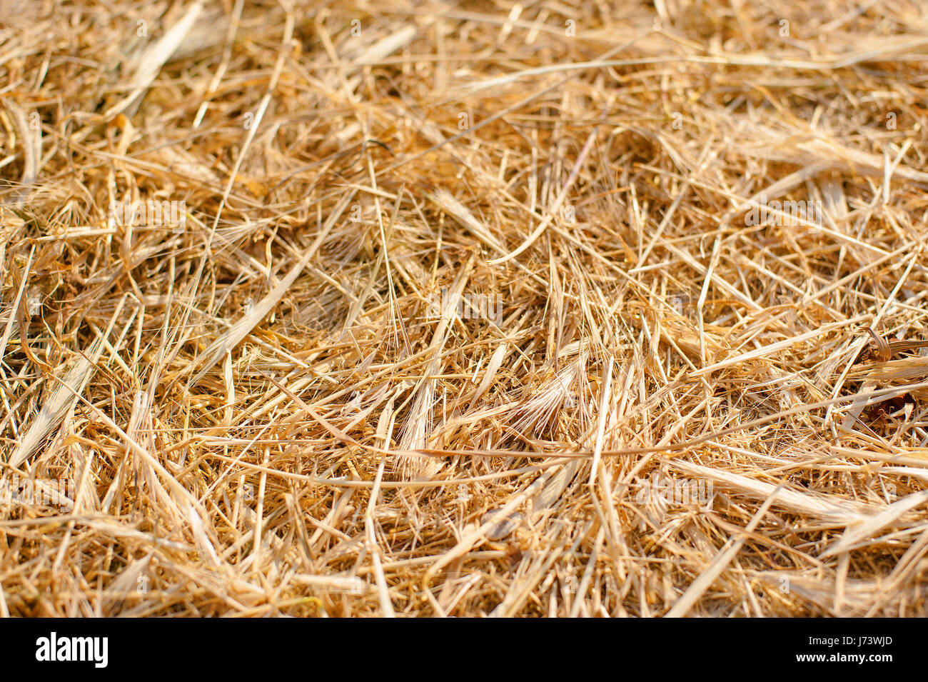 Dry yellow straw grass background texture after havest Stock Photo - Alamy