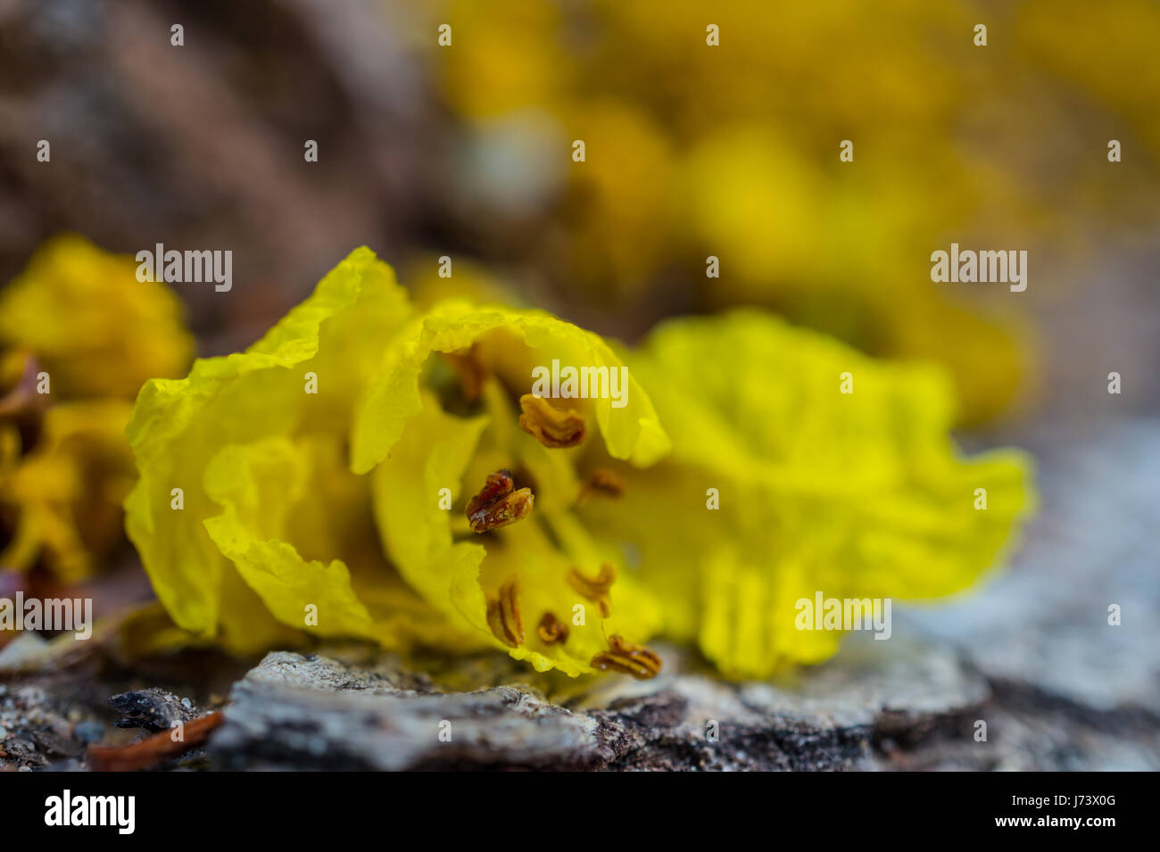 Flowers falling on ground hi-res stock photography and images - Alamy