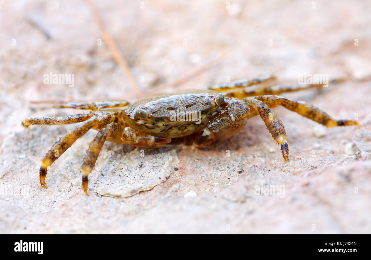 Photo of a small crab on the seaside in Croatia Stock Photo - Alamy